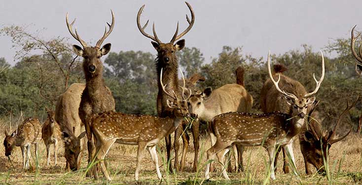 Van Vihar National Park Bhopal-Madhya Pradesh Tourism - IET